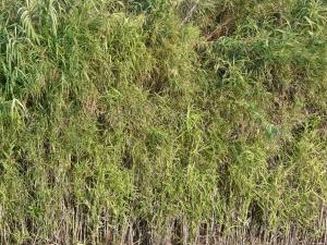 tall grass textures - Texturelib